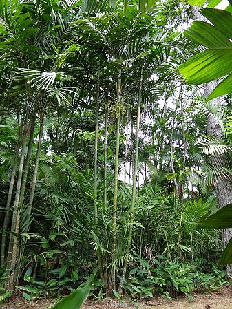 Ptychosperma lineare - Palmpedia - Palm Grower's Guide