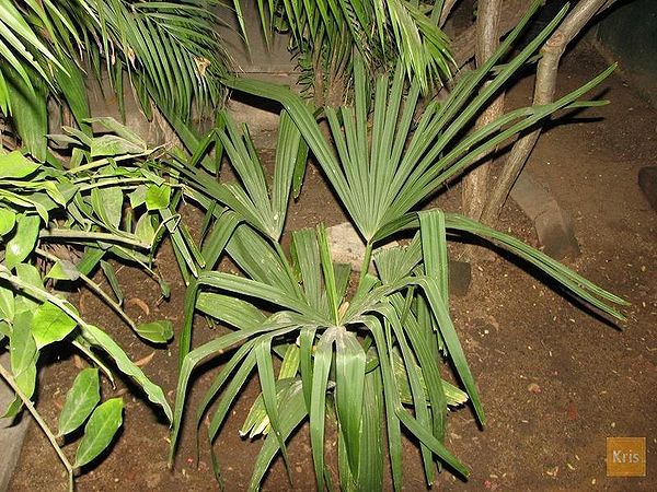 Corypha lecomtei - Palmpedia - Palm Grower's Guide
