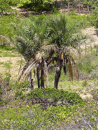 Attalea humilis - Palmpedia - Palm Grower's Guide