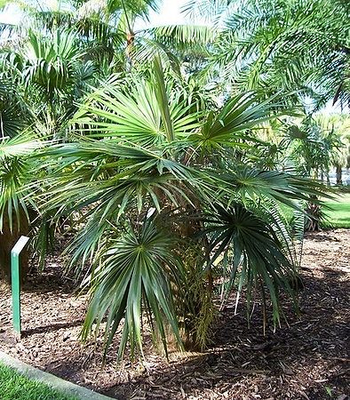 Coccothrinax crinita - Palmpedia - Palm Grower's Guide