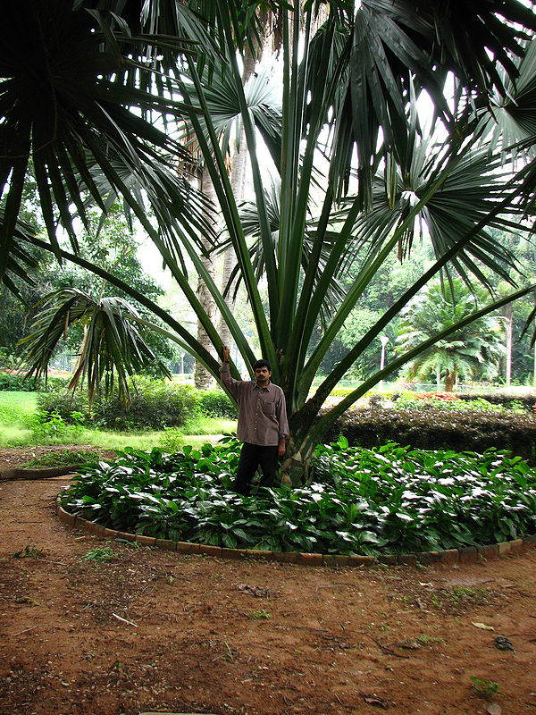 Corypha umbraculifera - Palmpedia - Palm Grower's Guide