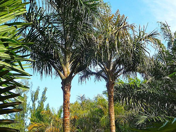 Metroxylon vitiense - Palmpedia - Palm Grower's Guide