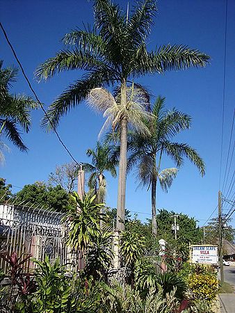 Roystonea princeps - Palmpedia - Palm Grower's Guide