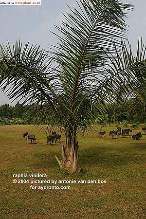 Raphia vinifera - Palmpedia - Palm Grower's Guide