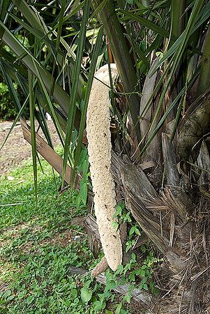 Phytelephas macrocarpa - Palmpedia - Palm Grower's Guide