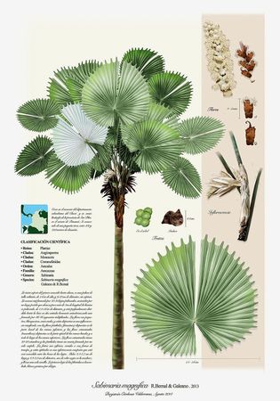 Sabinaria magnifica - Palmpedia - Palm Grower's Guide