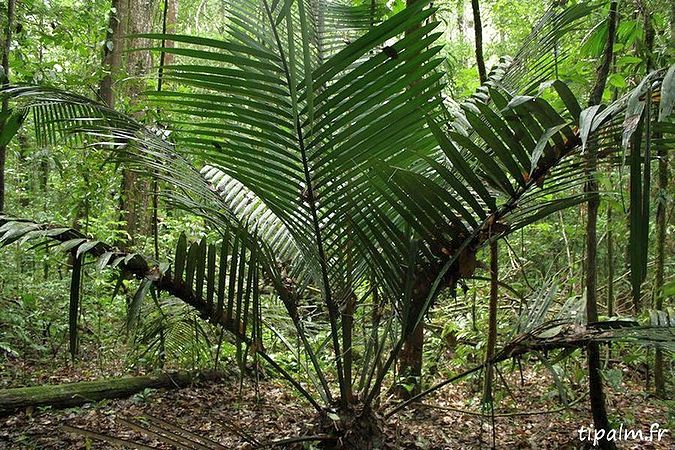 Attalea attaleoides - Palmpedia - Palm Grower's Guide