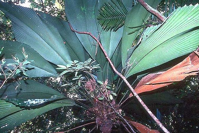 Johannesteijsmannia perakensis - Palmpedia - Palm Grower's Guide