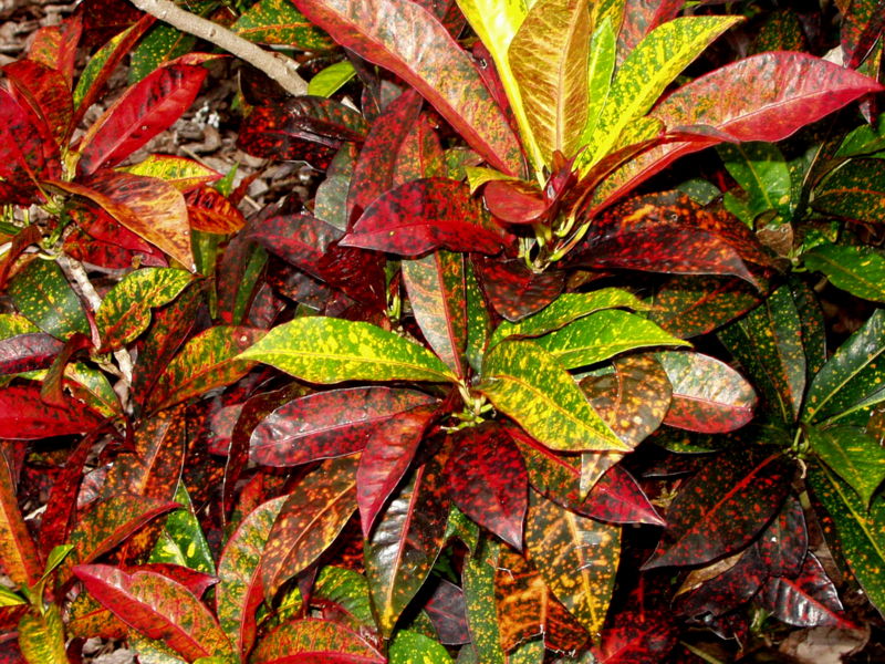 PINOCCHIO - Palmpedia - Palm Grower's Guide