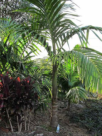 Pinanga insignis - Palmpedia - Palm Grower's Guide