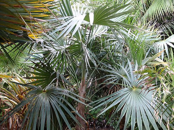 Coccothrinax macroglossa - Palmpedia - Palm Grower's Guide
