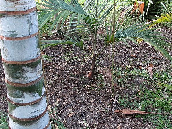 Cyphophoenix alba - Palmpedia - Palm Grower's Guide