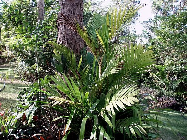 Pinanga sinii - Palmpedia - Palm Grower's Guide
