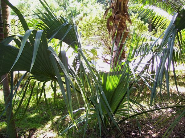 Sabal riverside - Palmpedia - Palm Grower's Guide