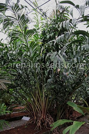 Salacca wallichiana - Palmpedia - Palm Grower's Guide