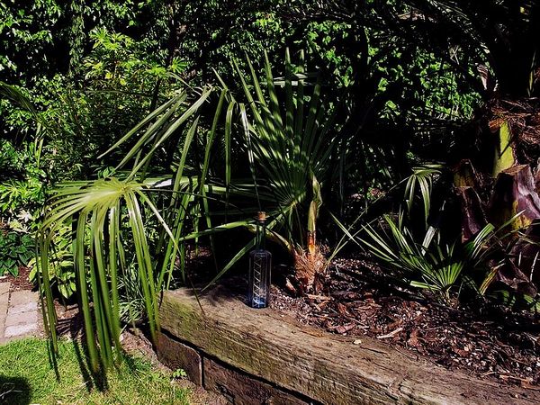 Trachycarpus nanus - Palmpedia - Palm Grower's Guide