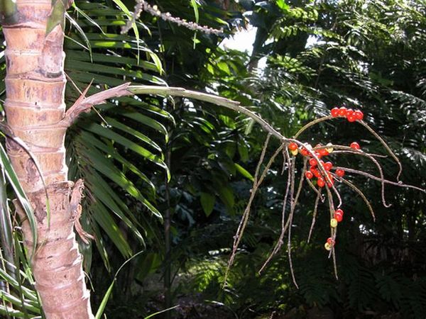 Gaussia maya - Palmpedia - Palm Grower's Guide