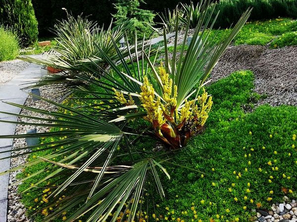 Trachycarpus nanus - Palmpedia - Palm Grower's Guide