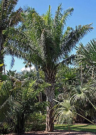 Attalea phalerata - Palmpedia - Palm Grower's Guide