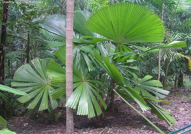 Licuala ramsayi - Palmpedia - Palm Grower's Guide