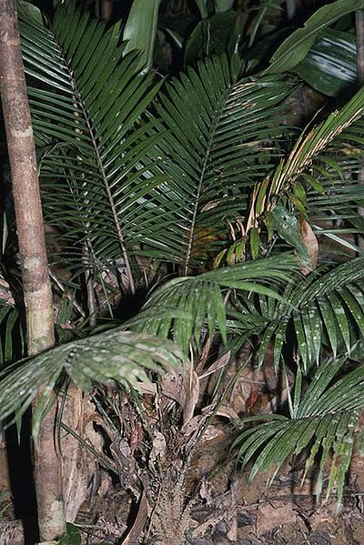 Calamus minutus - Palmpedia - Palm Grower's Guide