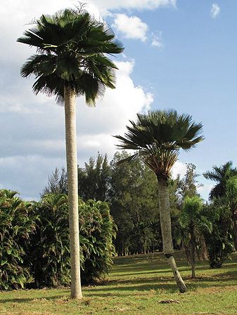 Copernicia gigas - Palmpedia - Palm Grower's Guide