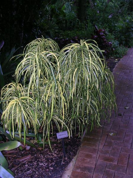 GOLDILOCKS - Palmpedia - Palm Grower's Guide