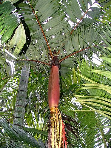 Pinanga maculata - Palmpedia - Palm Grower's Guide