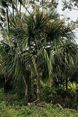 Sabal yapa - Palmpedia - Palm Grower's Guide