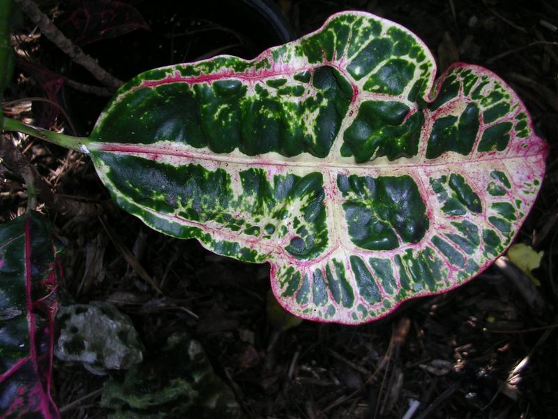 TURTLE BACK - Palmpedia - Palm Grower's Guide