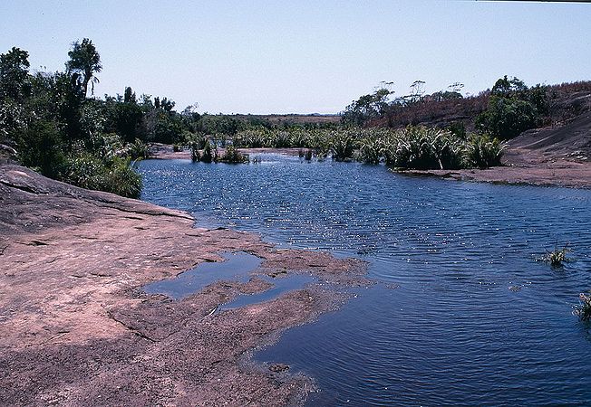 Ravenea musicalis - Palmpedia - Palm Grower's Guide