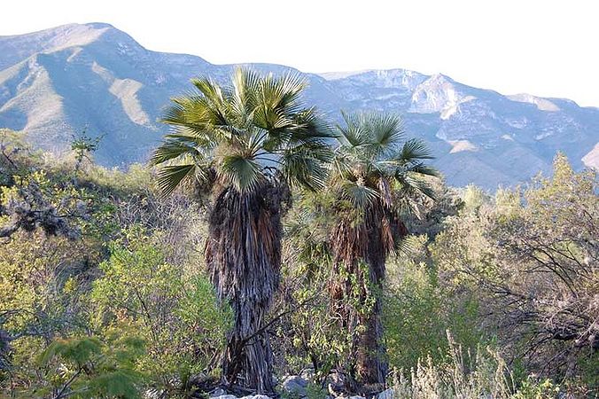 Brahea Berlianderli - Palmpedia - Palm Grower's Guide