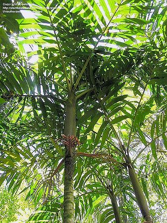 Pinanga javana - Palmpedia - Palm Grower's Guide