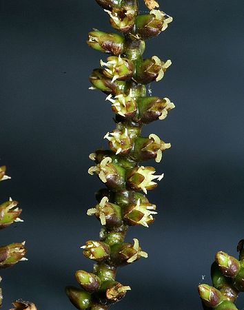 Calamus caryotoides - Palmpedia - Palm Grower's Guide