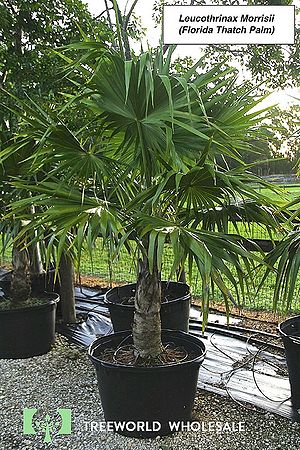Leucothrinax morrissii - Palmpedia - Palm Grower's Guide