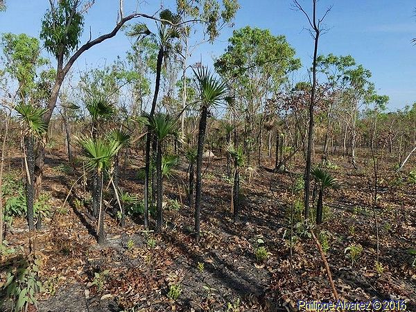 Livistona humilis - Palmpedia - Palm Grower's Guide