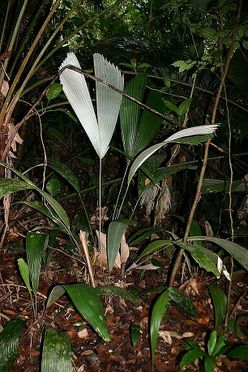 Sabinaria magnifica - Palmpedia - Palm Grower's Guide