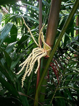 Pinanga sinii - Palmpedia - Palm Grower's Guide