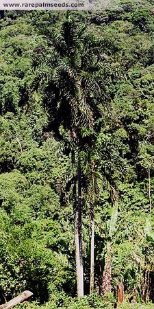 Syagrus pseudococos - Palmpedia - Palm Grower's Guide