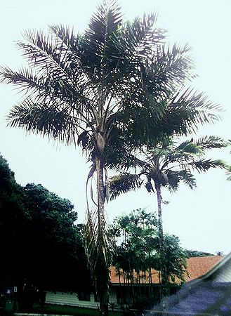 Syagrus amara - Palmpedia - Palm Grower's Guide