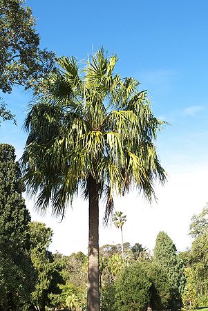 Livistona nitida - Palmpedia - Palm Grower's Guide