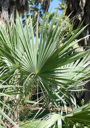 Brahea aculeata - Palmpedia - Palm Grower's Guide