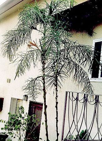 Chamaedorea plumosa - Palmpedia - Palm Grower's Guide