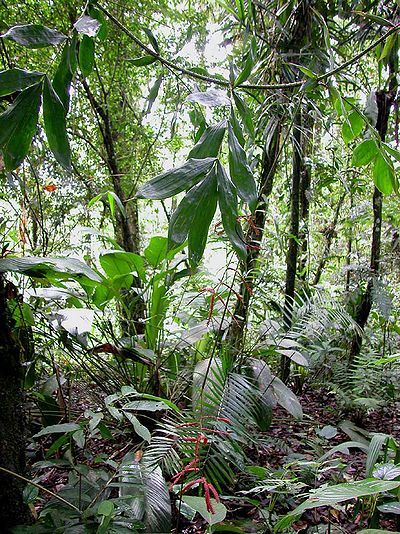 Calamus javensis - Palmpedia - Palm Grower's Guide