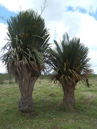 Copernicia rigida - Palmpedia - Palm Grower's Guide
