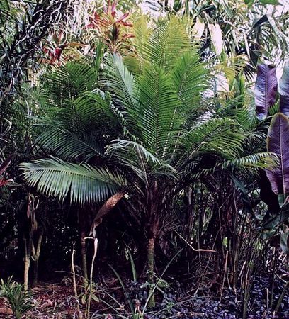Ravenea hildebrandtii - Palmpedia - Palm Grower's Guide