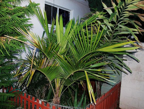 Syagrus schizophylla - Palmpedia - Palm Grower's Guide