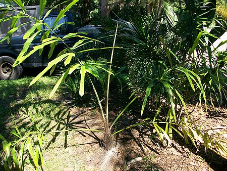 Distichous - Palmpedia - Palm Grower's Guide