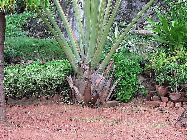 Corypha utan - Palmpedia - Palm Grower's Guide