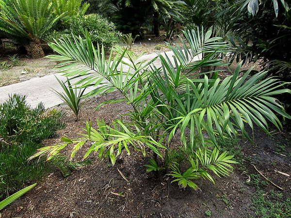 Bactris setosa - Palmpedia - Palm Grower's Guide